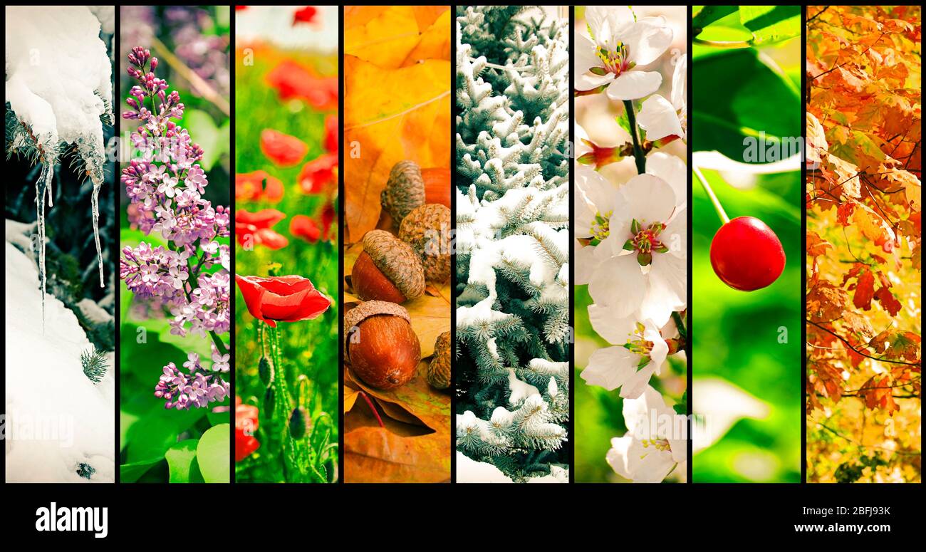 Cherry Tree Spring Summer Autumn Winter High Resolution Stock ...