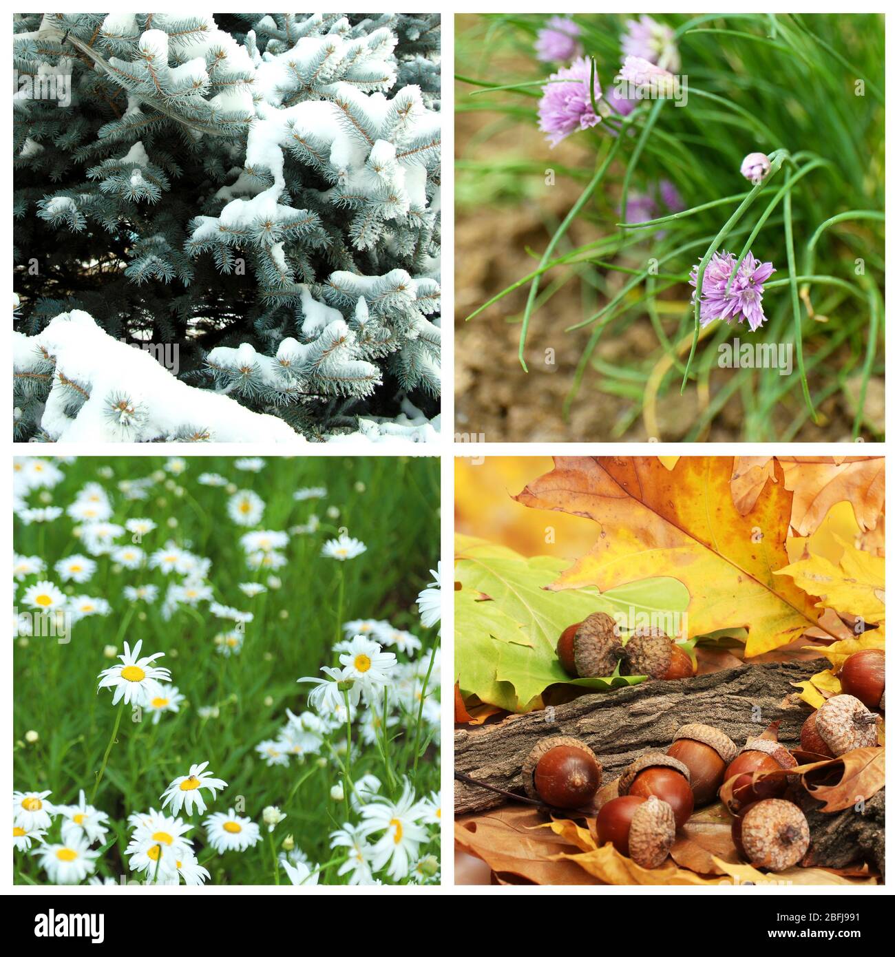 Four seasons collage: winter, spring, summer, autumn Stock Photo - Alamy
