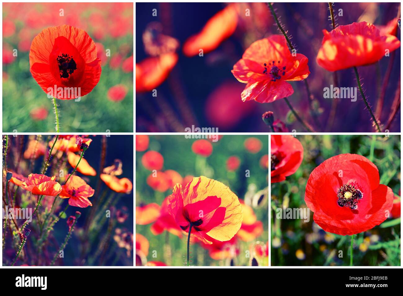 Beautiful poppy flowers collage Stock Photo - Alamy