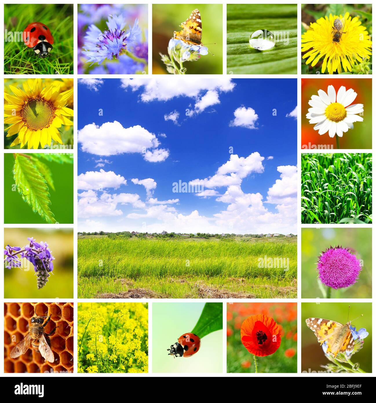Beautiful nature collage Stock Photo - Alamy