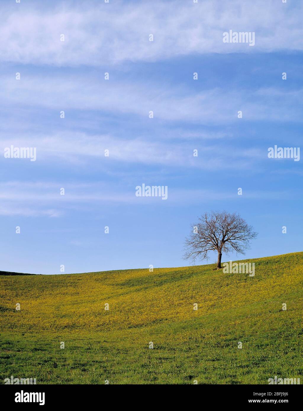 Grass trees hilltop hi-res stock photography and images - Alamy