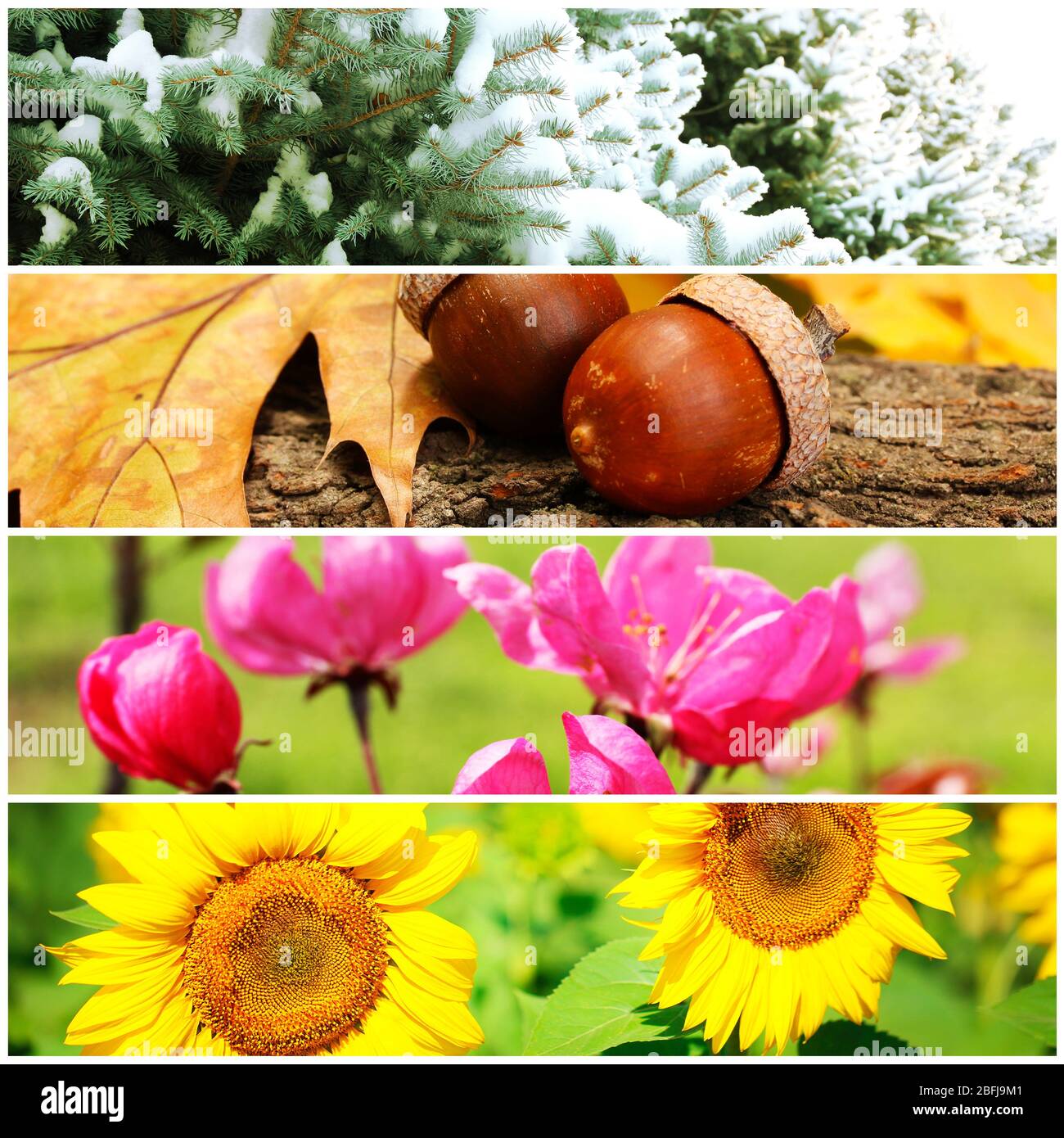 Four seasons collage: winter, spring, summer, autumn Stock Photo - Alamy