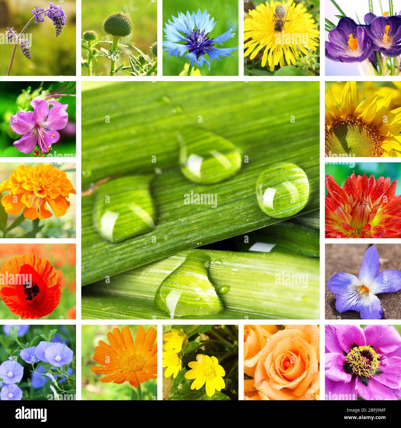 Beautiful nature collage Stock Photo - Alamy