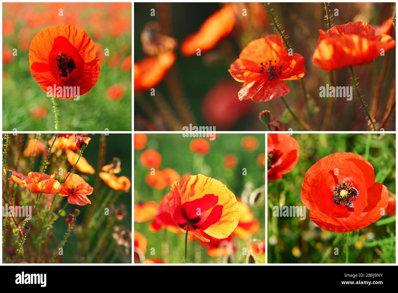 Wildflowers flowers red poppy Cut Out Stock Images & Pictures - Alamy