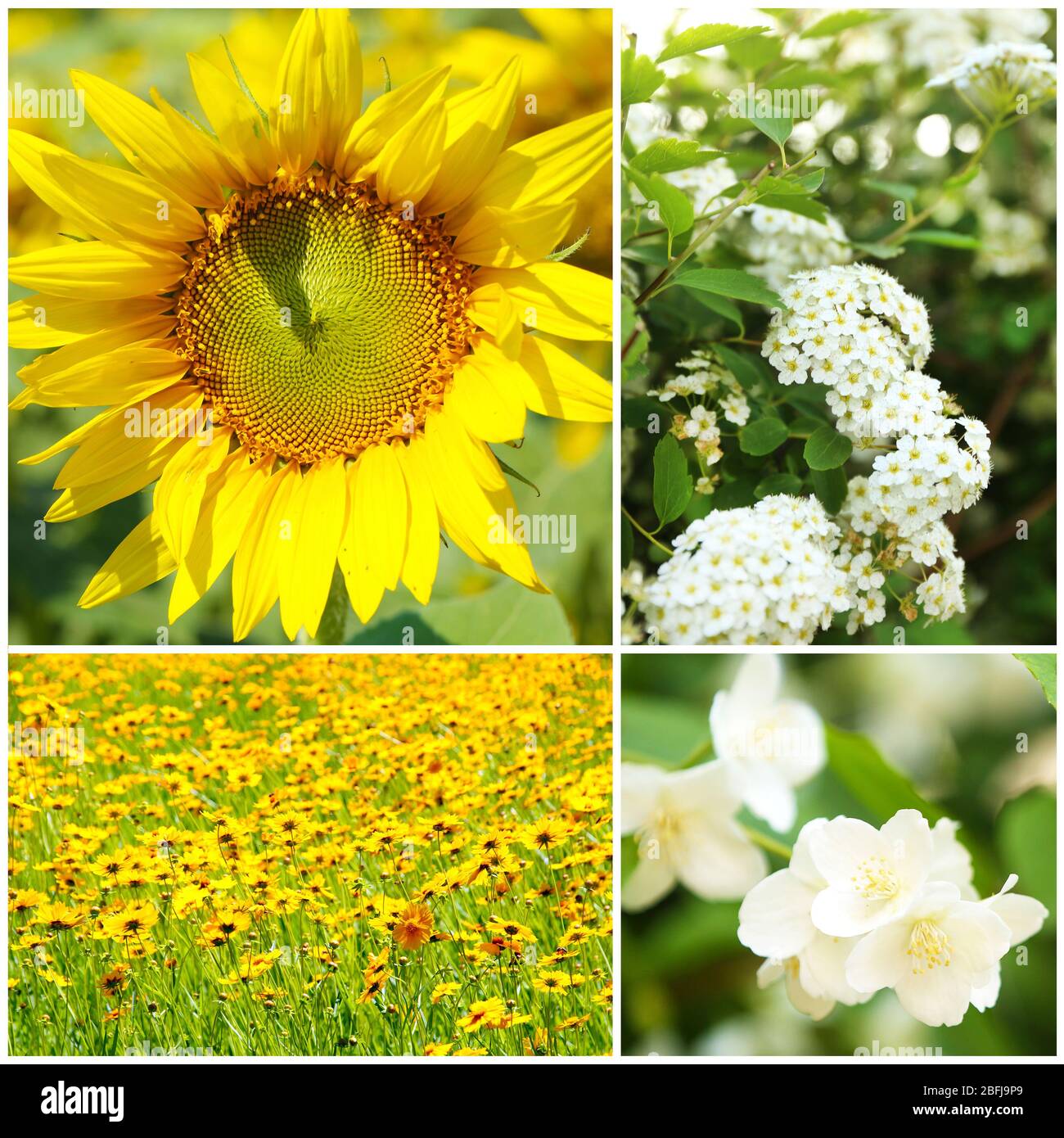 Beautiful nature collage Stock Photo - Alamy