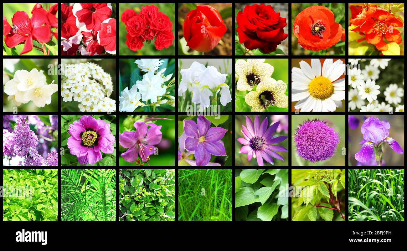 Beautiful nature collage Stock Photo - Alamy