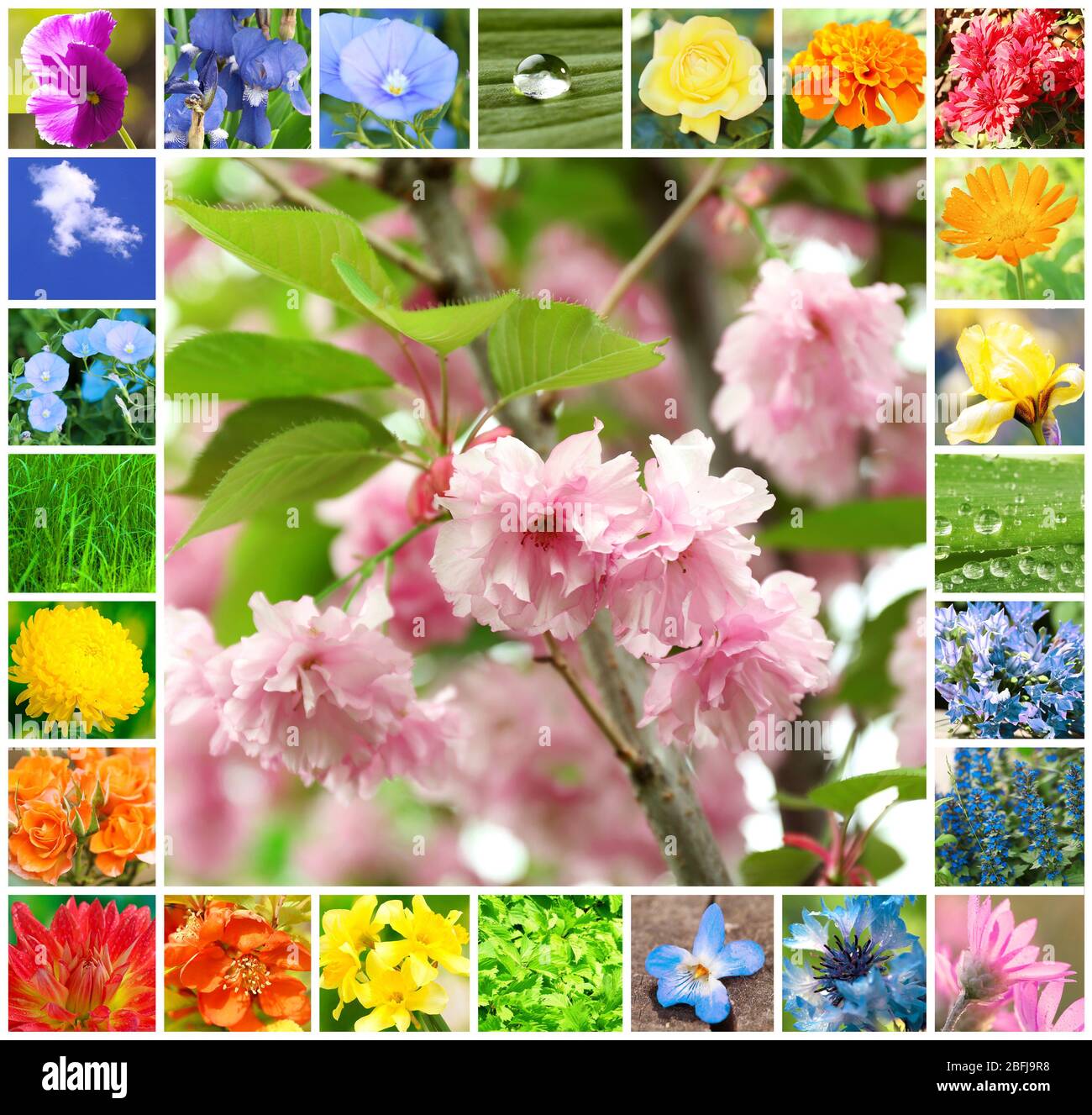 Beautiful nature collage Stock Photo - Alamy
