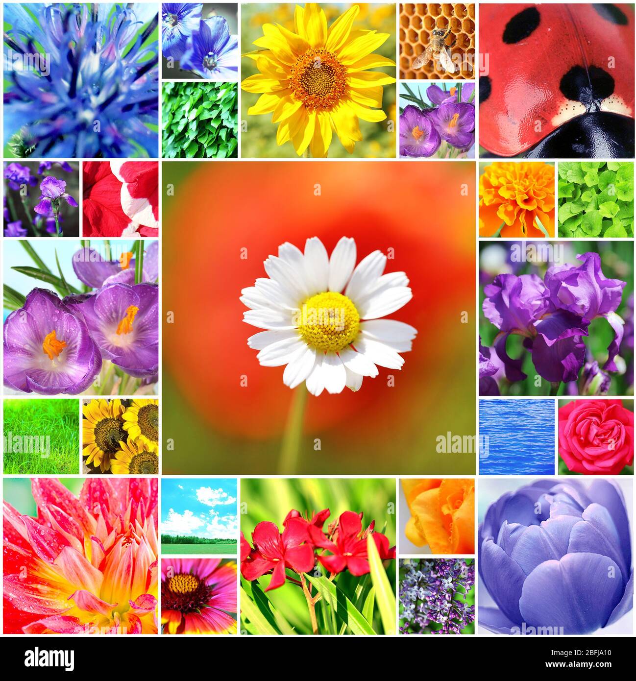 Beautiful nature collage Stock Photo - Alamy