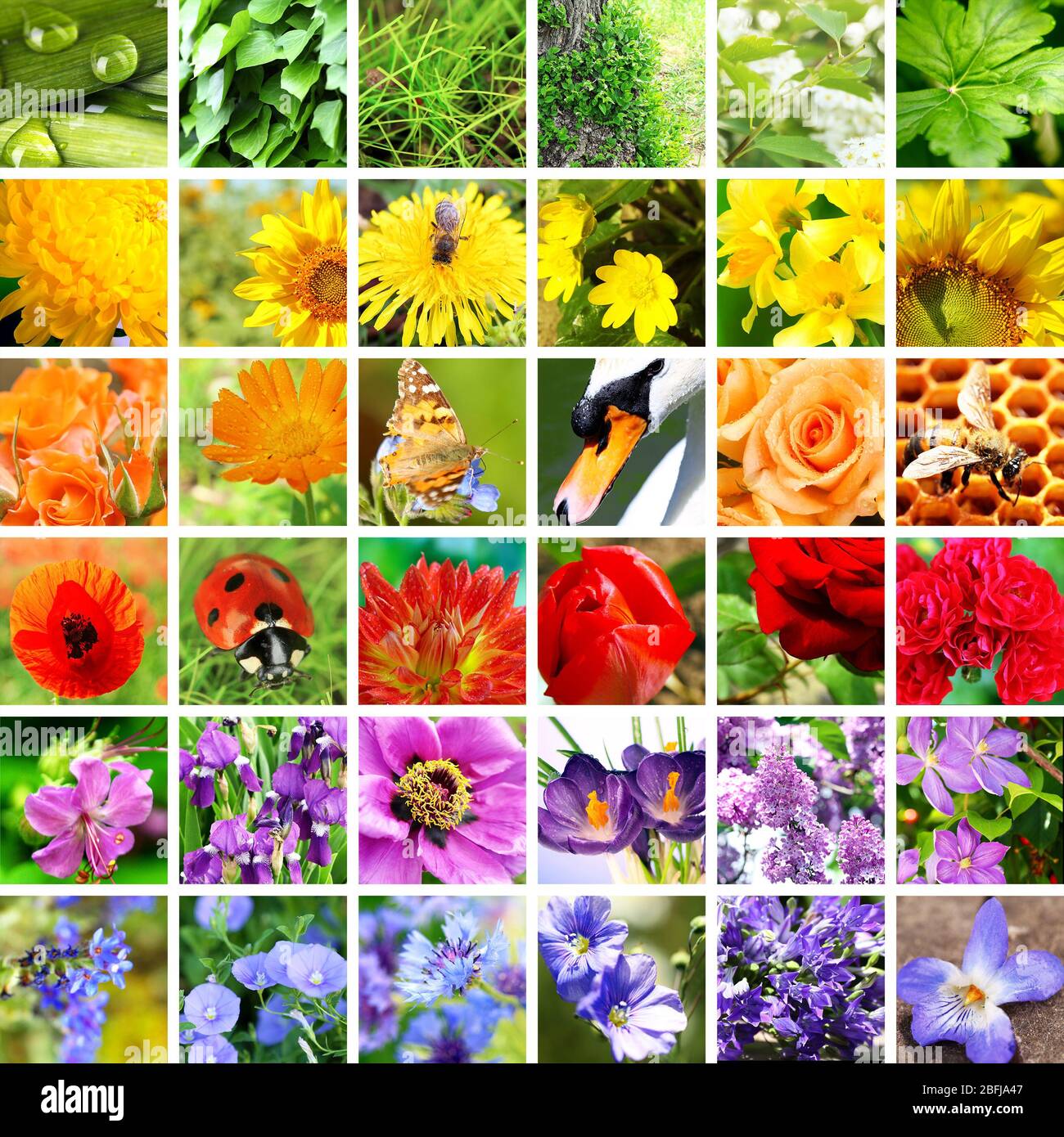 Beautiful nature collage Stock Photo - Alamy