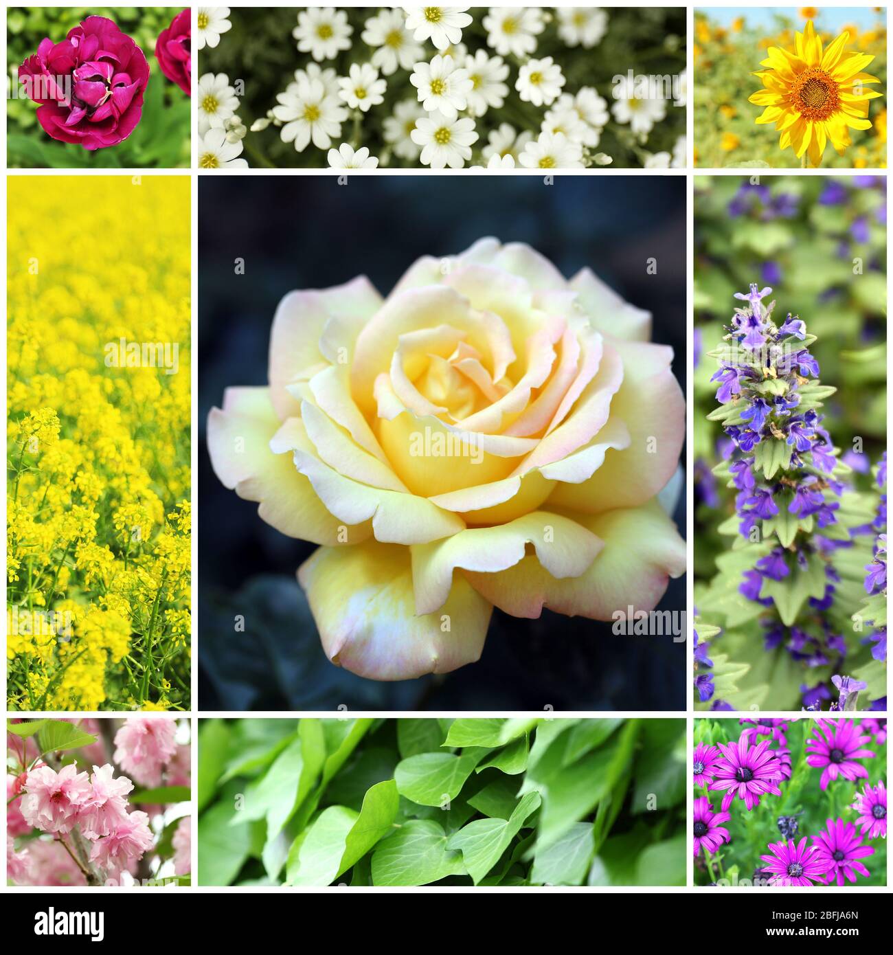 Beautiful nature collage Stock Photo - Alamy