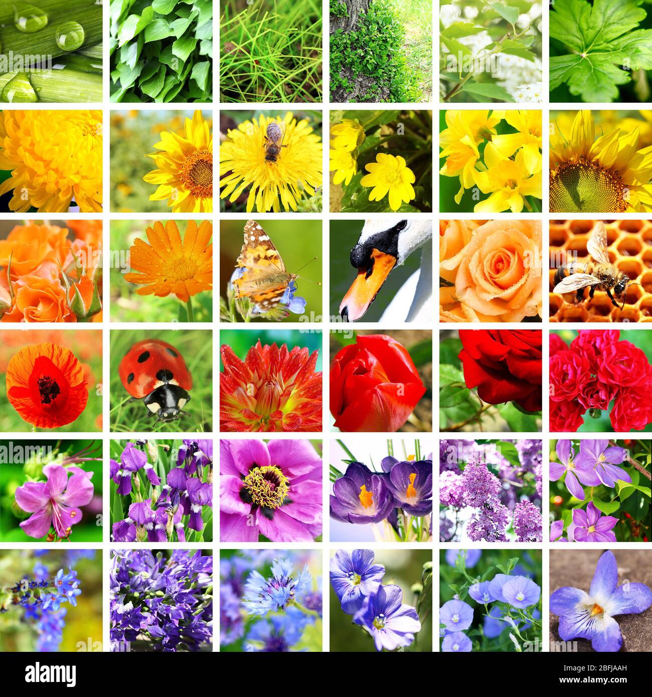 Beautiful nature collage Stock Photo - Alamy