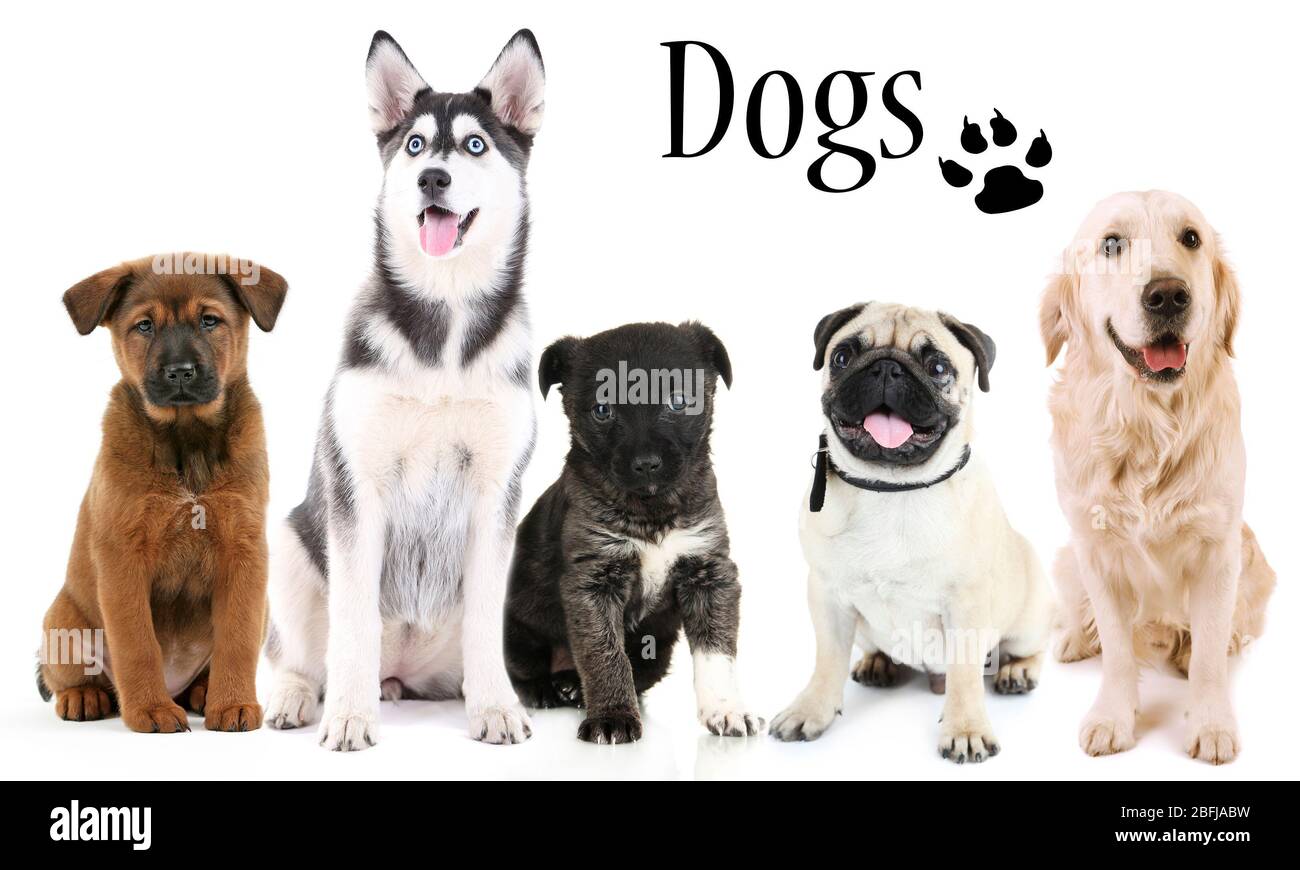 Dogs isolated on white Stock Photo - Alamy