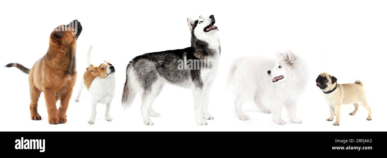 Dogs isolated on white Stock Photo - Alamy
