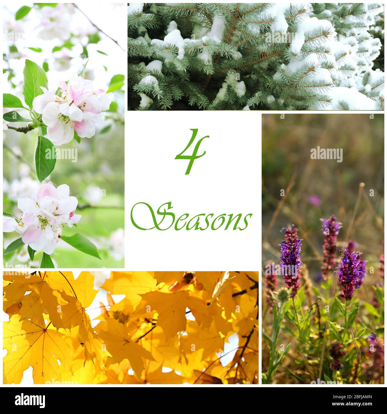 Apple tree spring summer autumn winter hi-res stock photography and ...