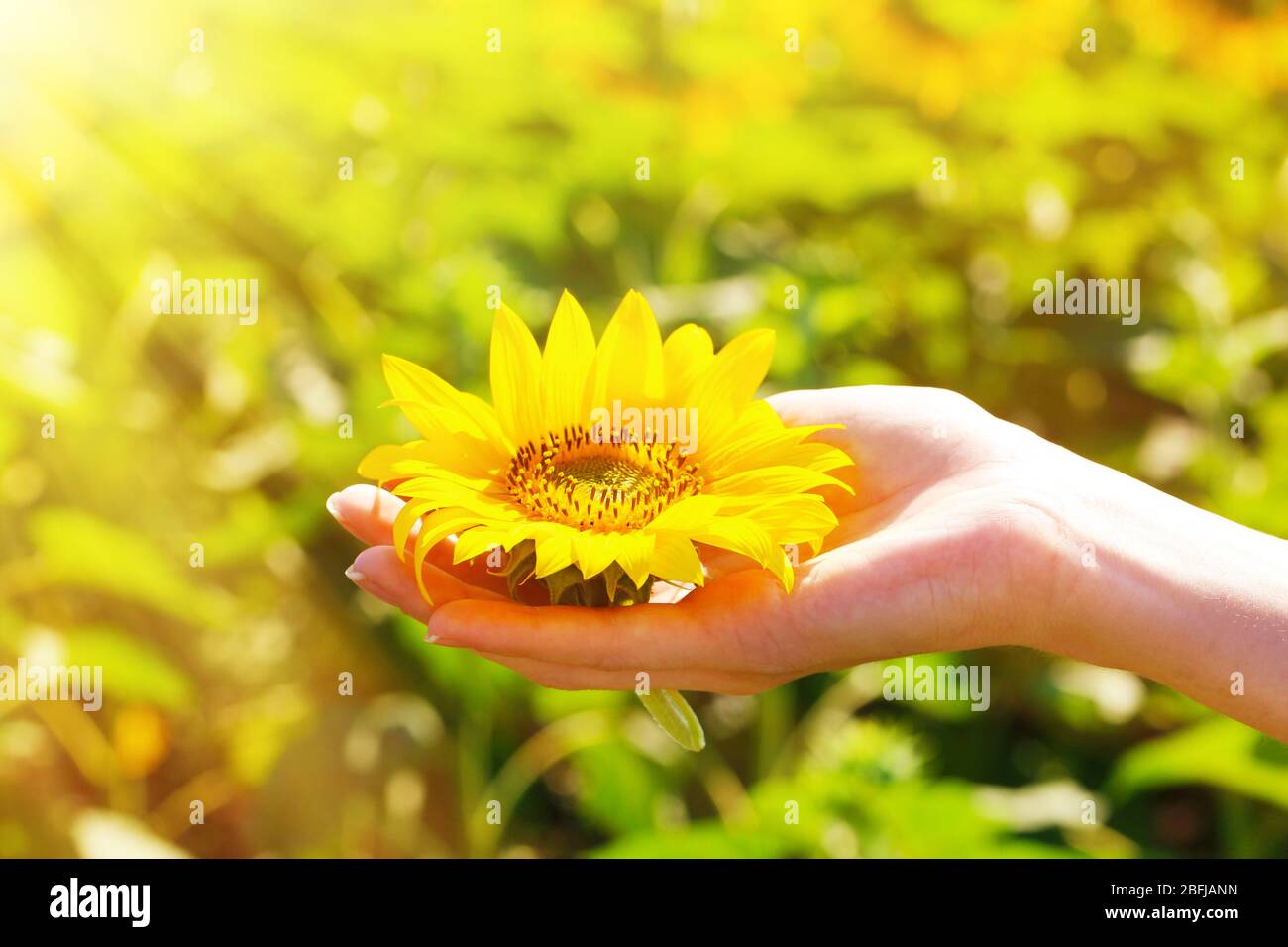 Beautiful sunflower in hand on sunny nature background Stock Photo - Alamy