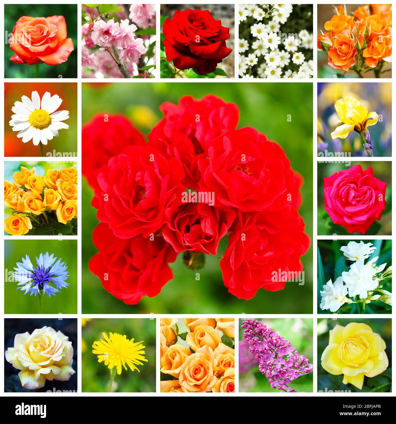 Beautiful nature collage Stock Photo - Alamy