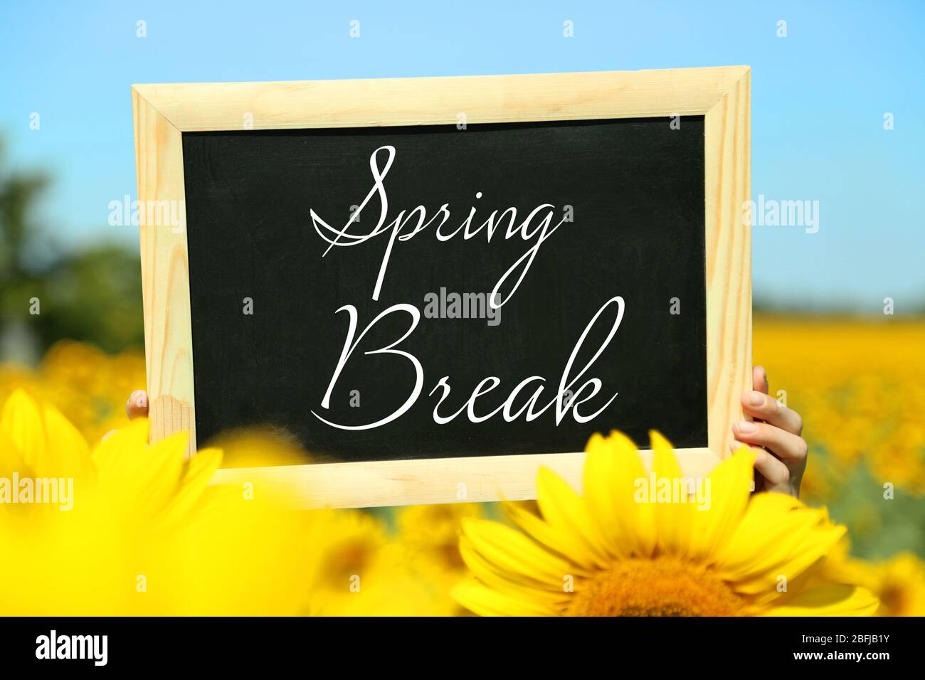 Spring break concept. Blackboard in hands on sunflower field background ...
