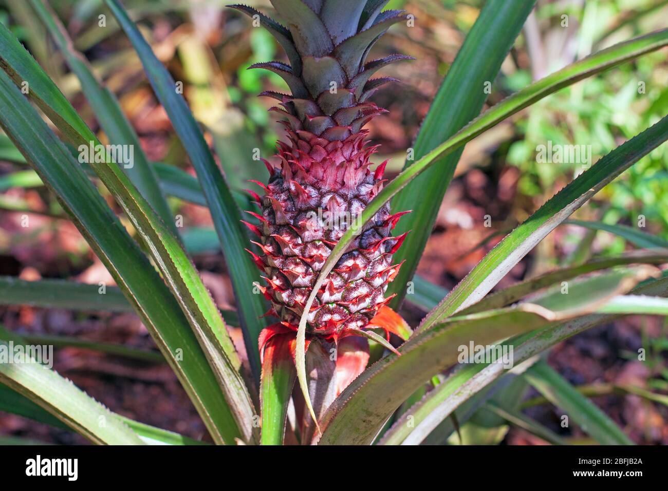 Red pineapple hi-res stock photography and images - Alamy