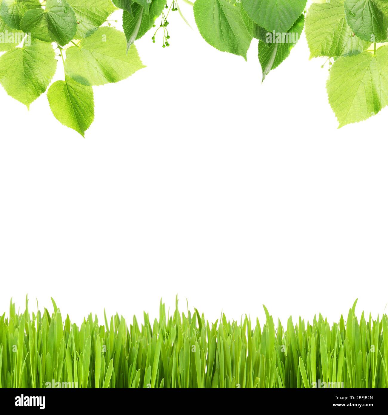 Beautiful spring background with leaves and green grass Stock Photo - Alamy