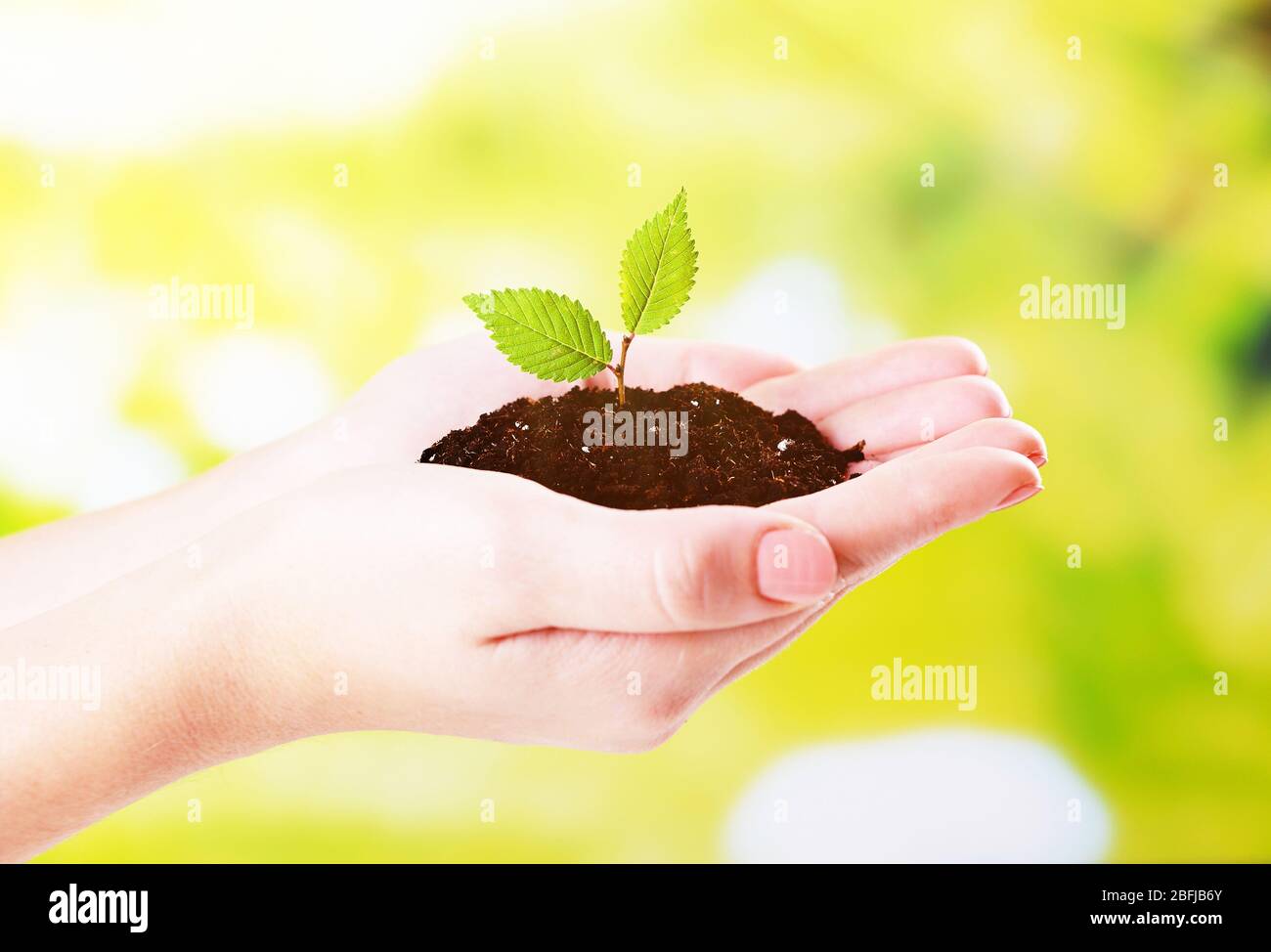 Plant in hands on sunny nature background Stock Photo - Alamy