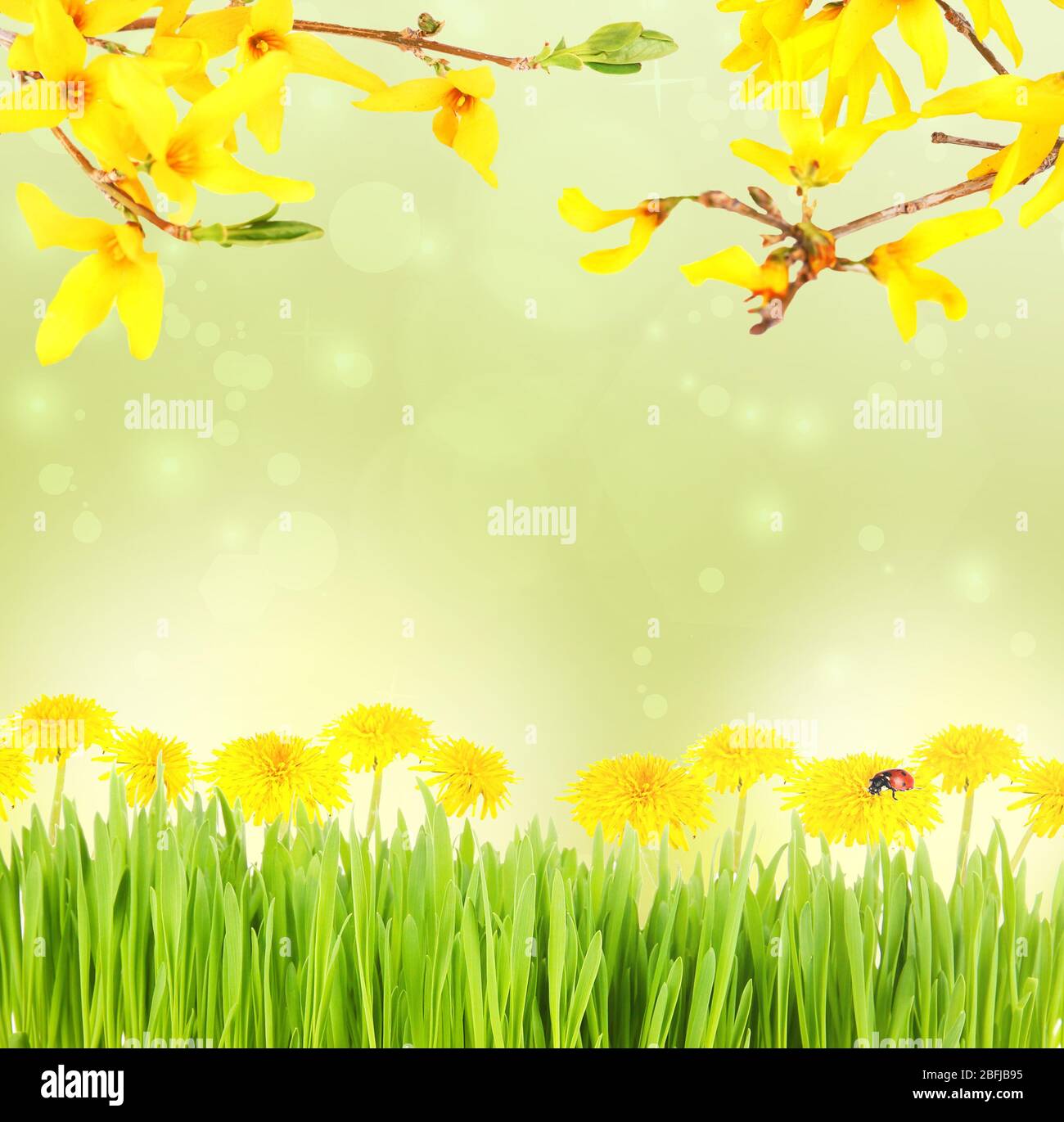 Beautiful spring background with blooming twigs, green grass and ...
