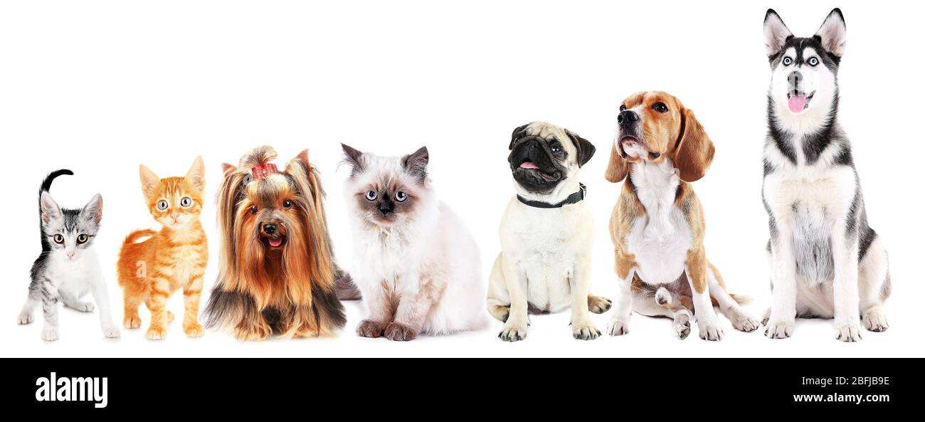 Cute pets isolated on white Stock Photo - Alamy