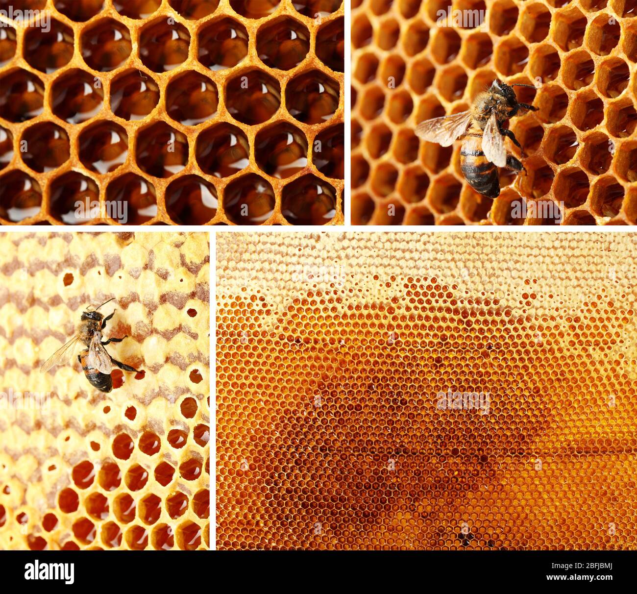 Bee collage hi-res stock photography and images - Alamy