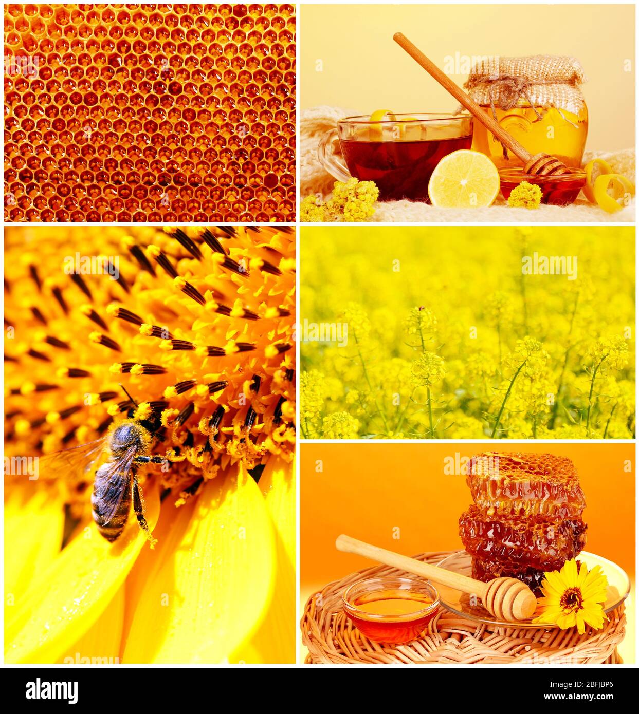 Insect collage Cut Out Stock Images & Pictures - Alamy