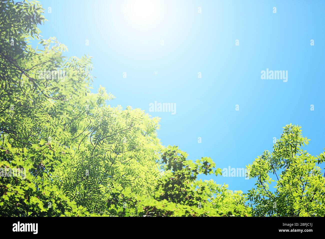 Beautiful trees on sky background Stock Photo - Alamy
