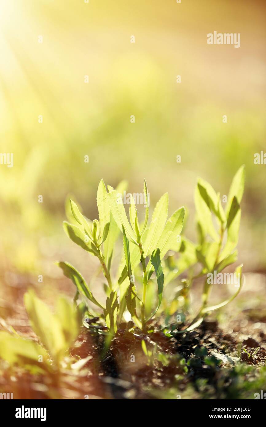 Green plant with sun rays Stock Photo - Alamy