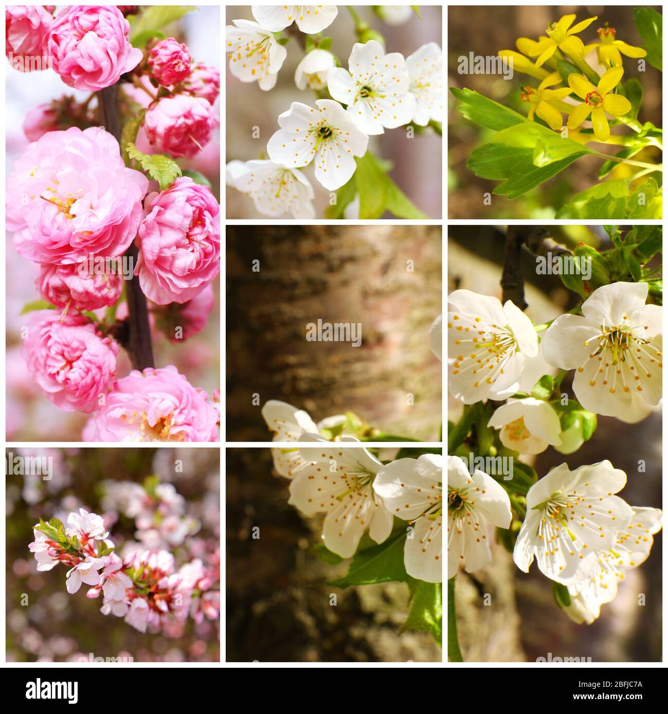 Budding cherry tree Cut Out Stock Images & Pictures - Alamy