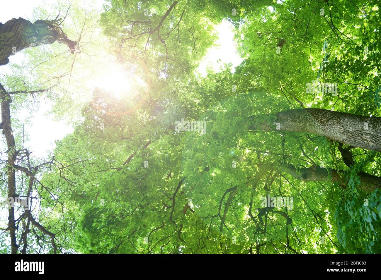 Beautiful tree with sun rays Stock Photo - Alamy