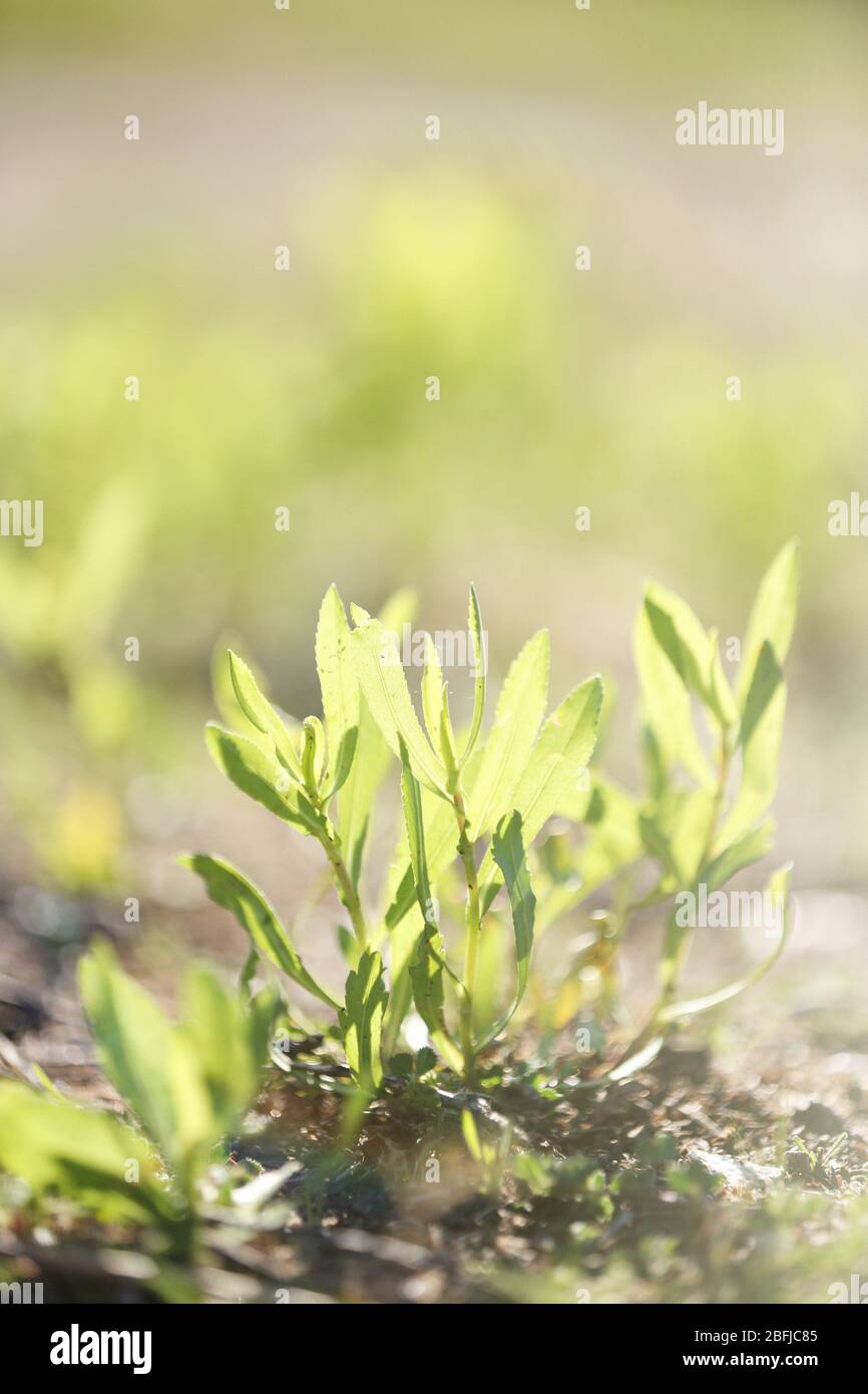 Green plant with sun rays Stock Photo - Alamy