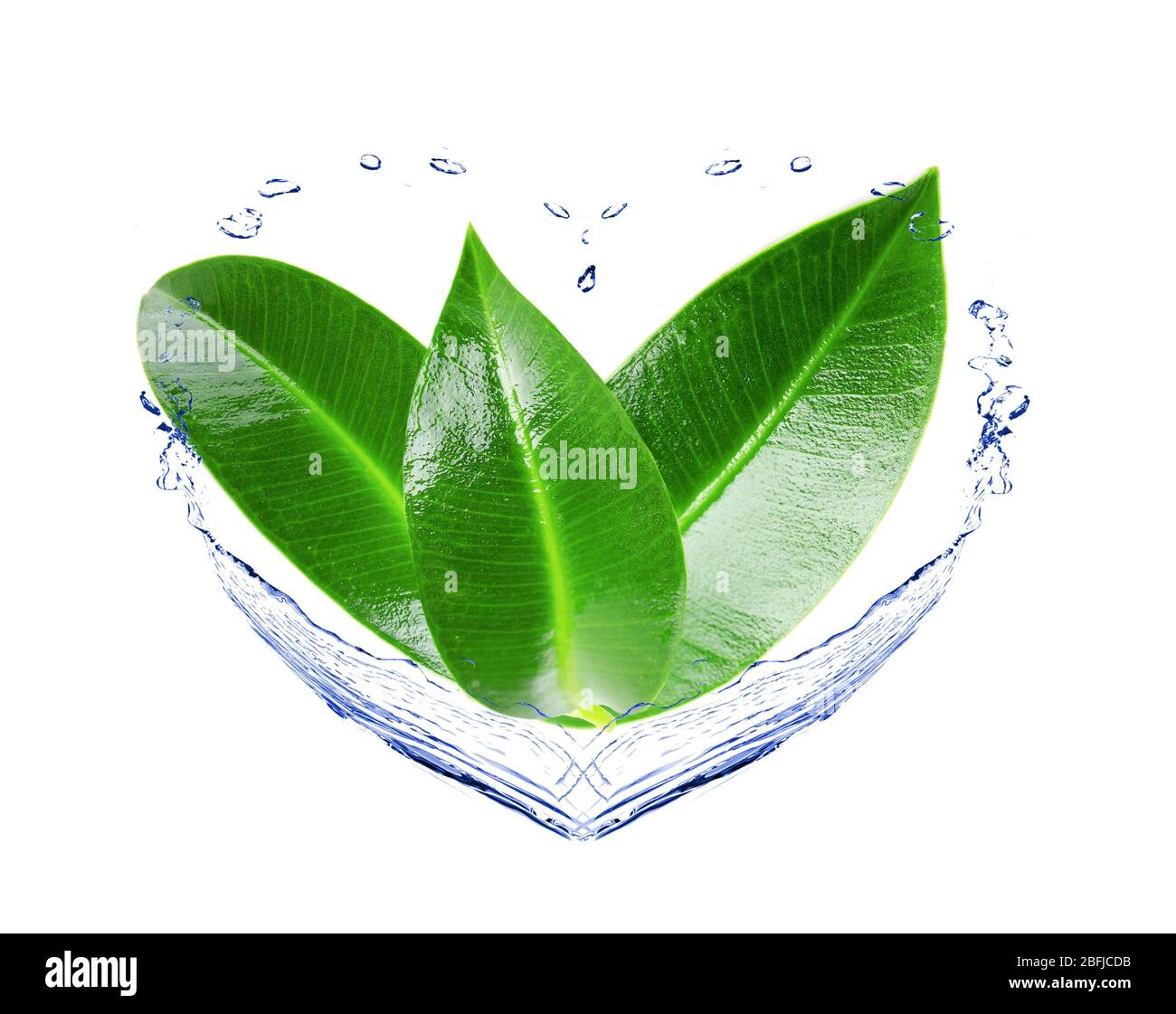 Green leaves in water splashes isolated on white Stock Photo - Alamy