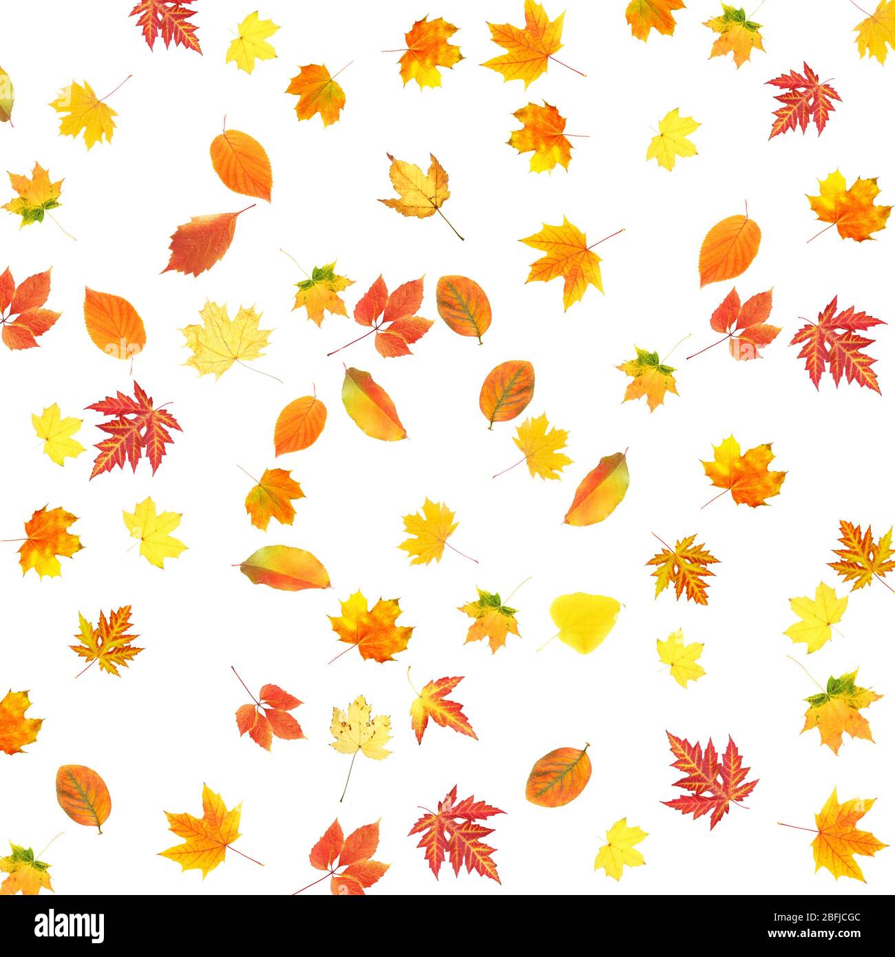 Collage of autumn leaves isolated on white Stock Photo - Alamy