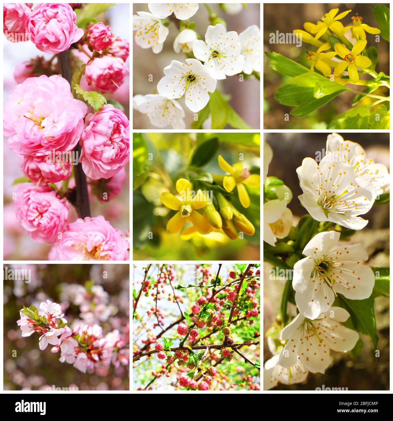 Fruiter spring hi-res stock photography and images - Alamy