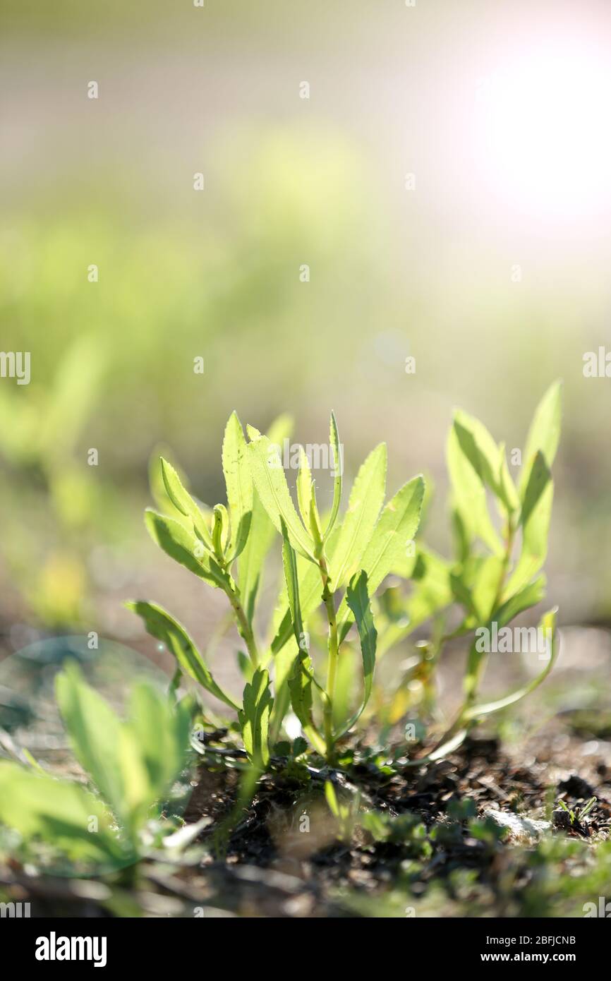 Green plant with sun rays Stock Photo - Alamy