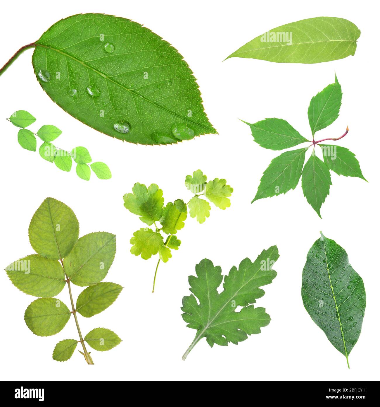 Green leaves collage Stock Photo - Alamy