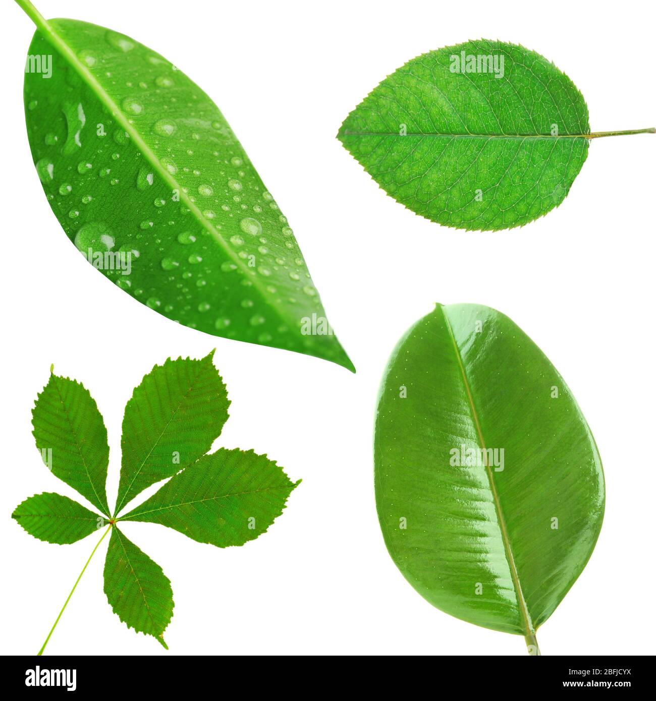 Green leaves collage Stock Photo - Alamy