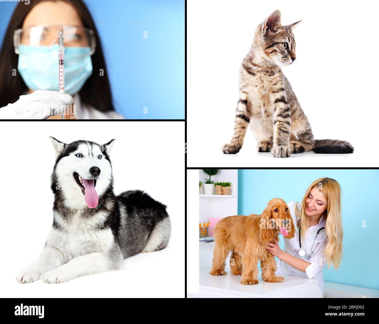 Vaccination and treatment of animals, collage Stock Photo - Alamy