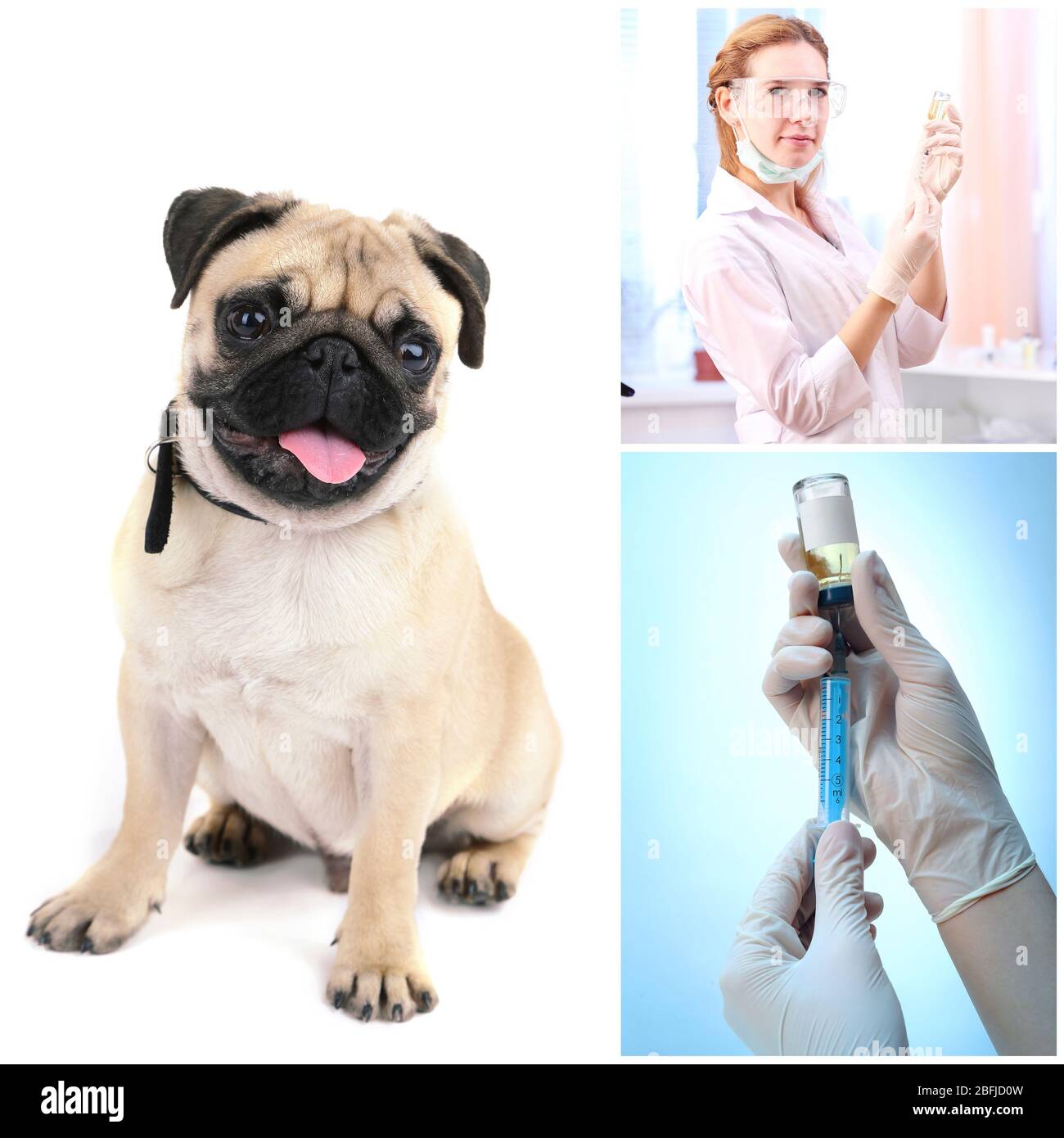 Vaccination and treatment of animals, collage Stock Photo - Alamy