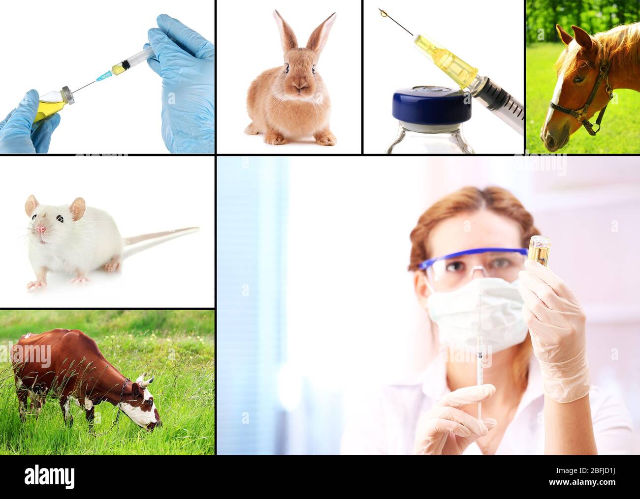 Vaccination and treatment of animals, collage Stock Photo - Alamy