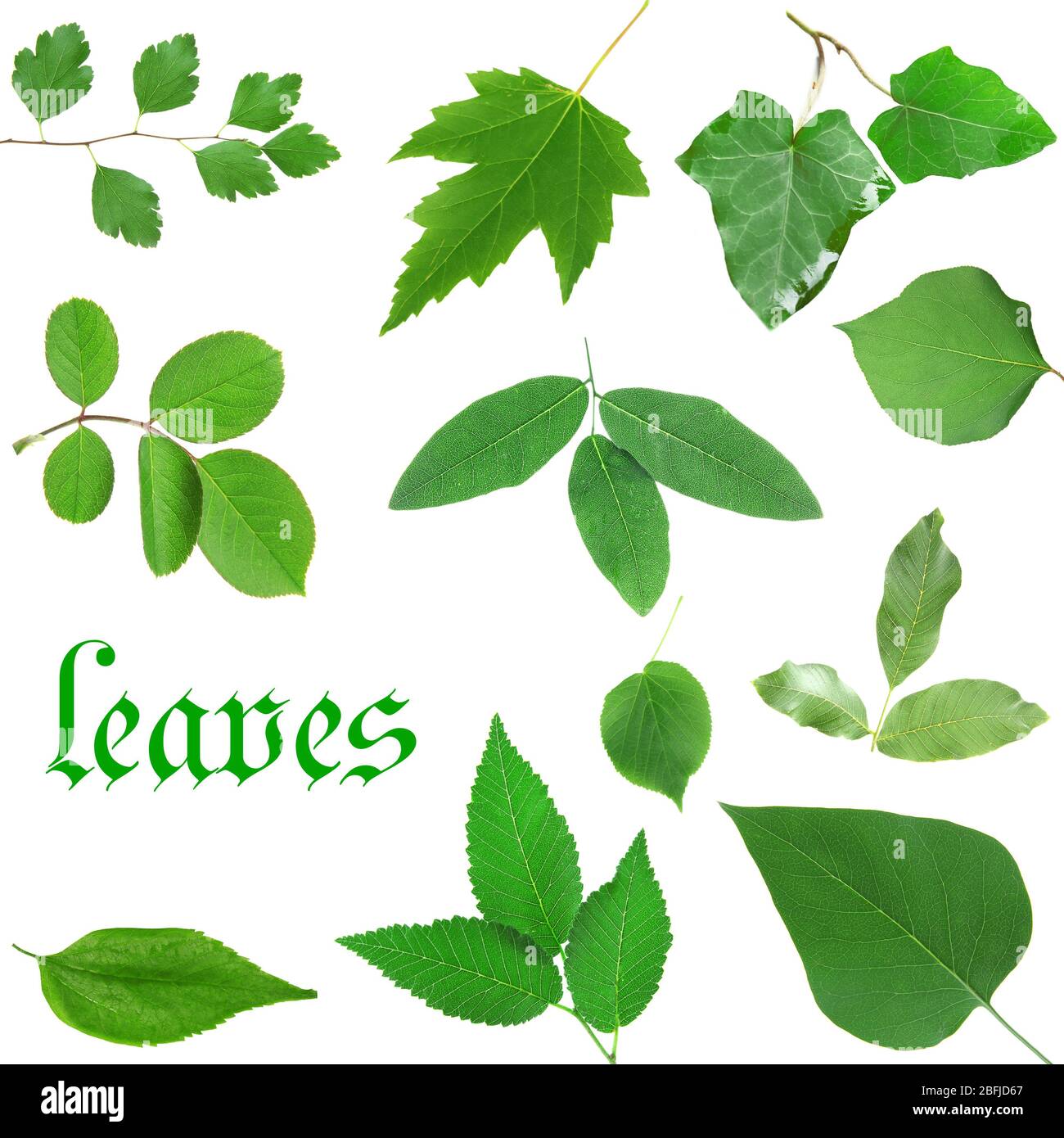 Pattern green apricot leaves Cut Out Stock Images & Pictures - Alamy