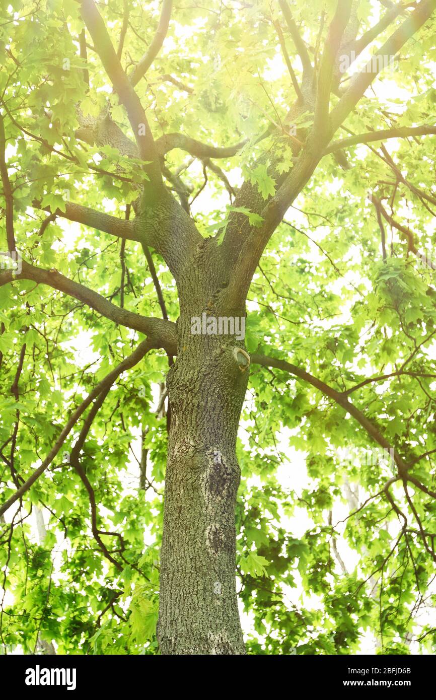 Beautiful tree with sun rays Stock Photo - Alamy