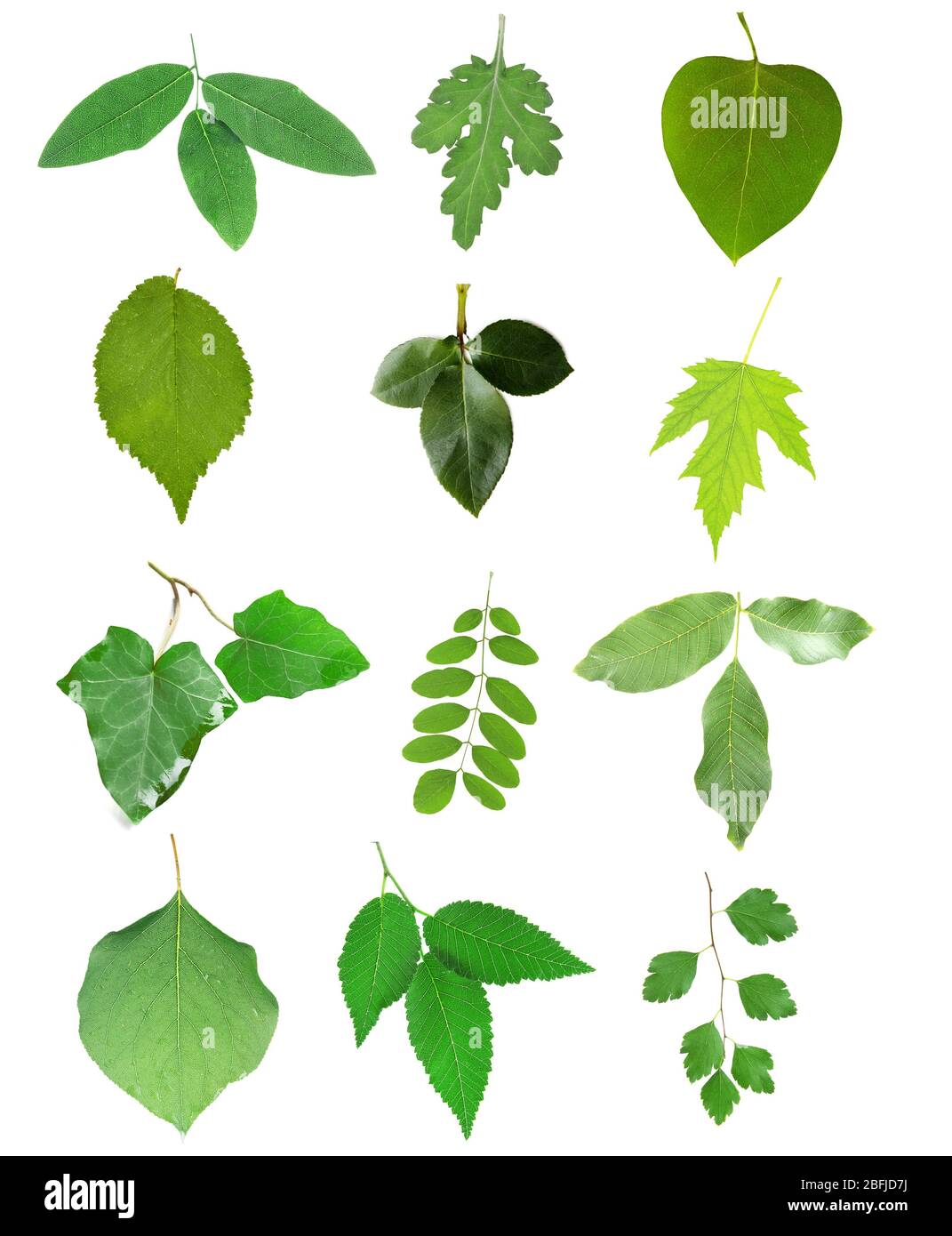 Green leaves collage Stock Photo - Alamy