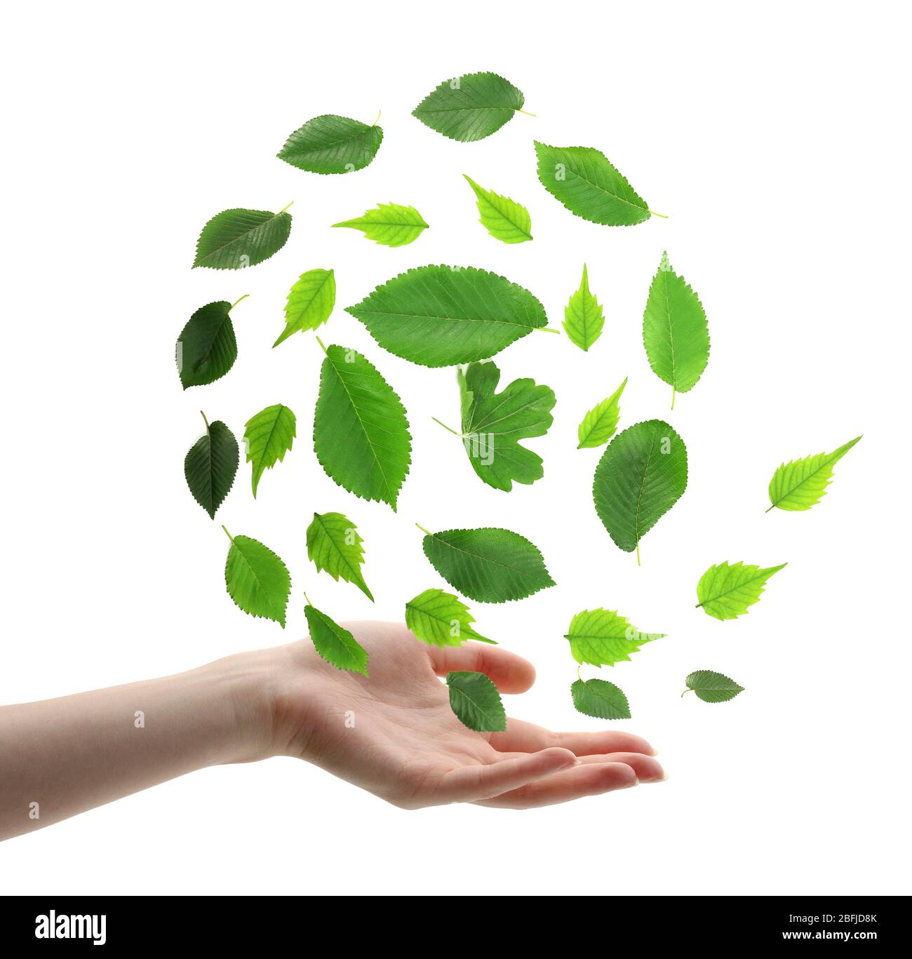 Hand green leaves symbol Cut Out Stock Images & Pictures - Alamy