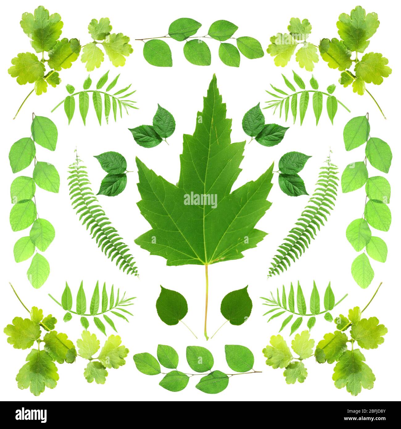 Green leaves collage Stock Photo - Alamy