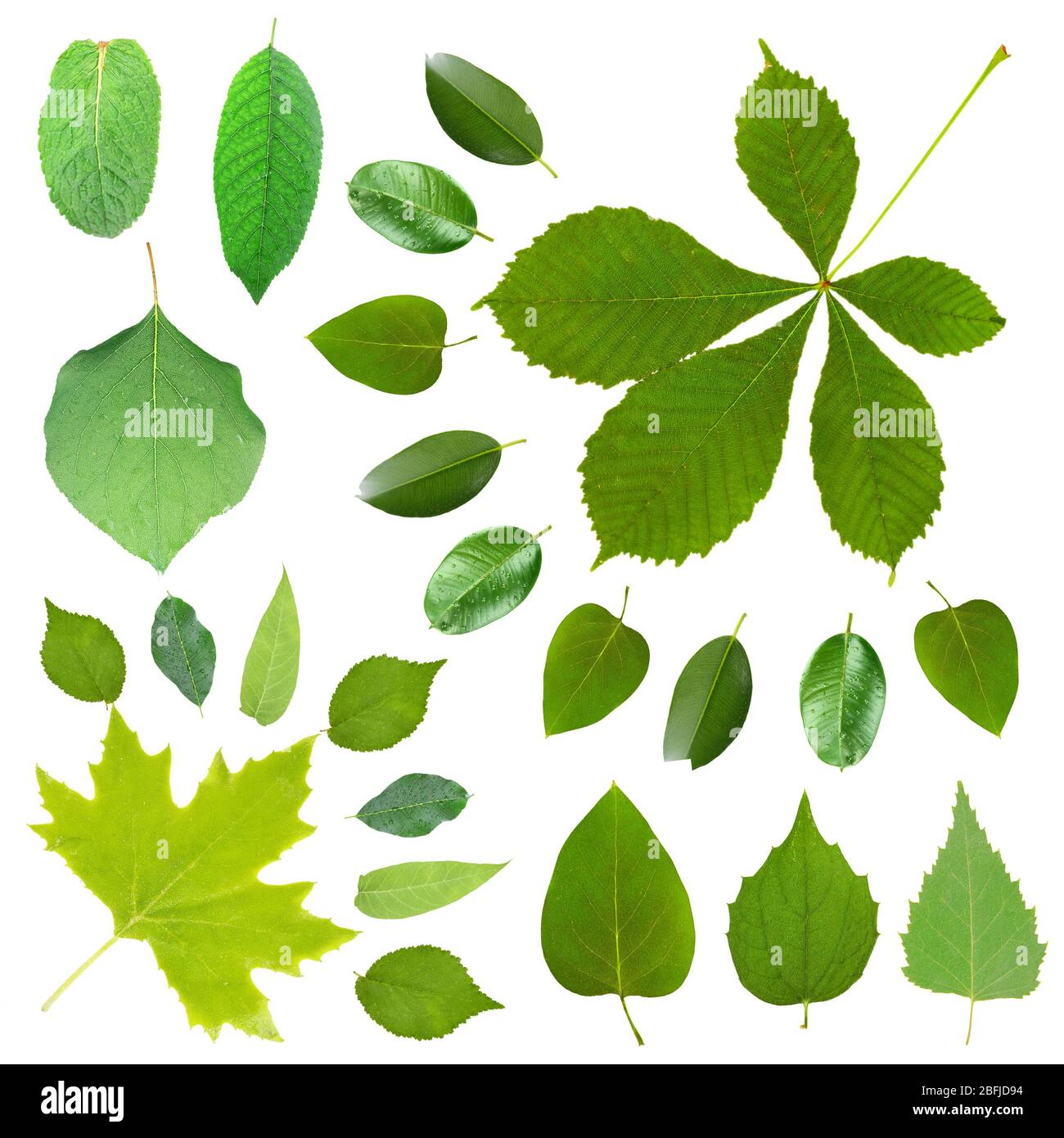 Green leaves collage Stock Photo - Alamy