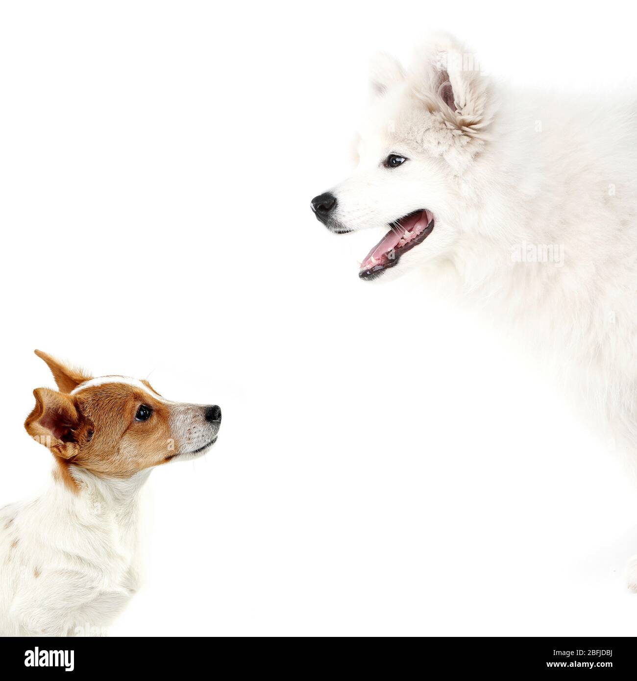 Dogs isolated on white Stock Photo - Alamy