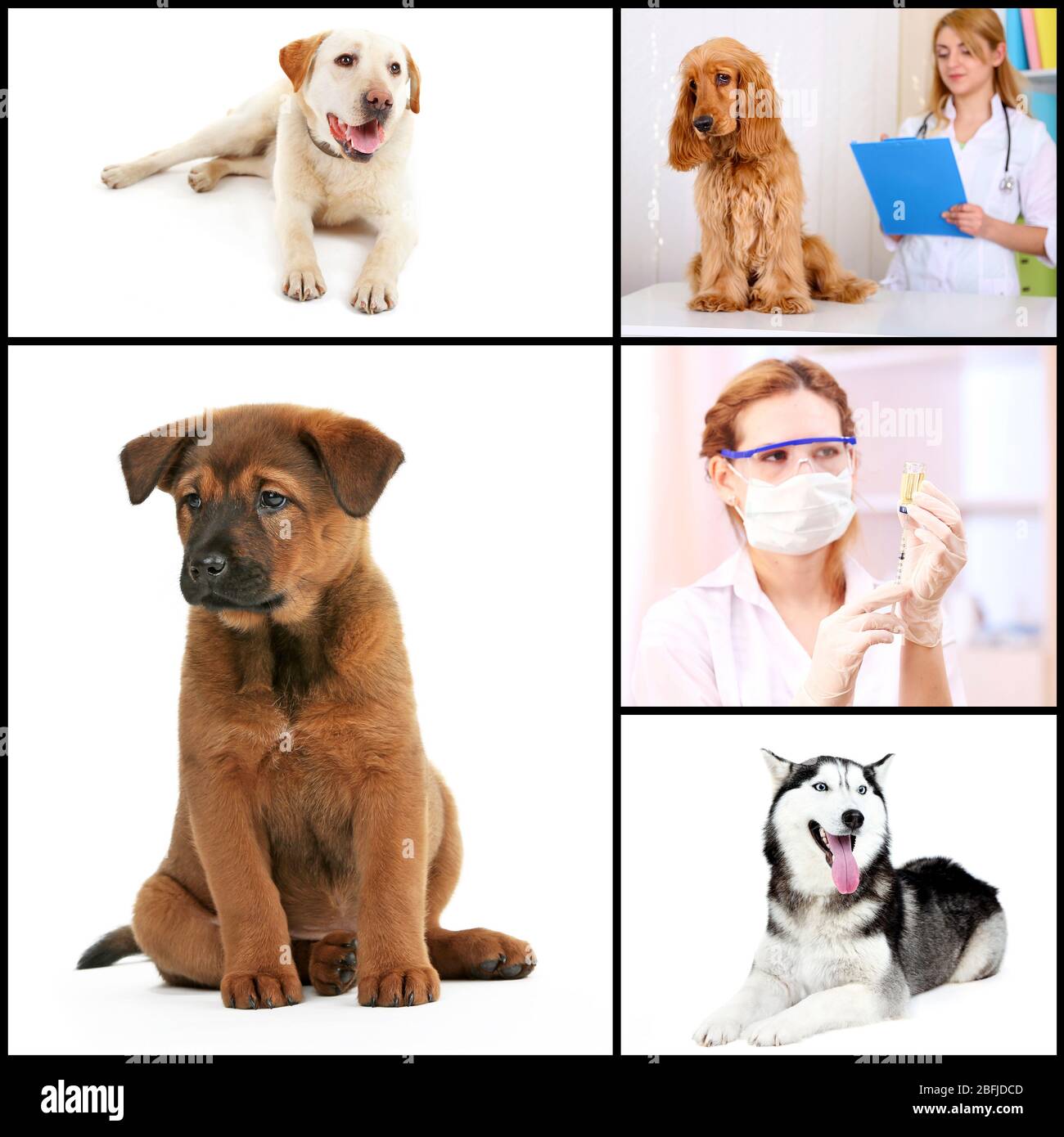 Vaccination and treatment of animals, collage Stock Photo - Alamy